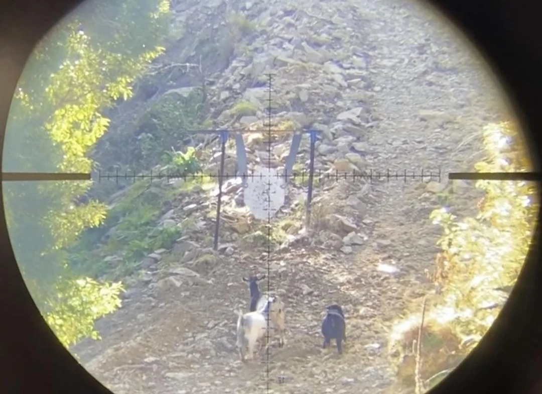 Goats are getting a bit to comfortable on the range | Scrolller