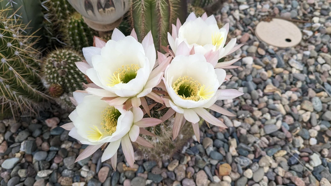 Cactus blooming in my yard | Scrolller
