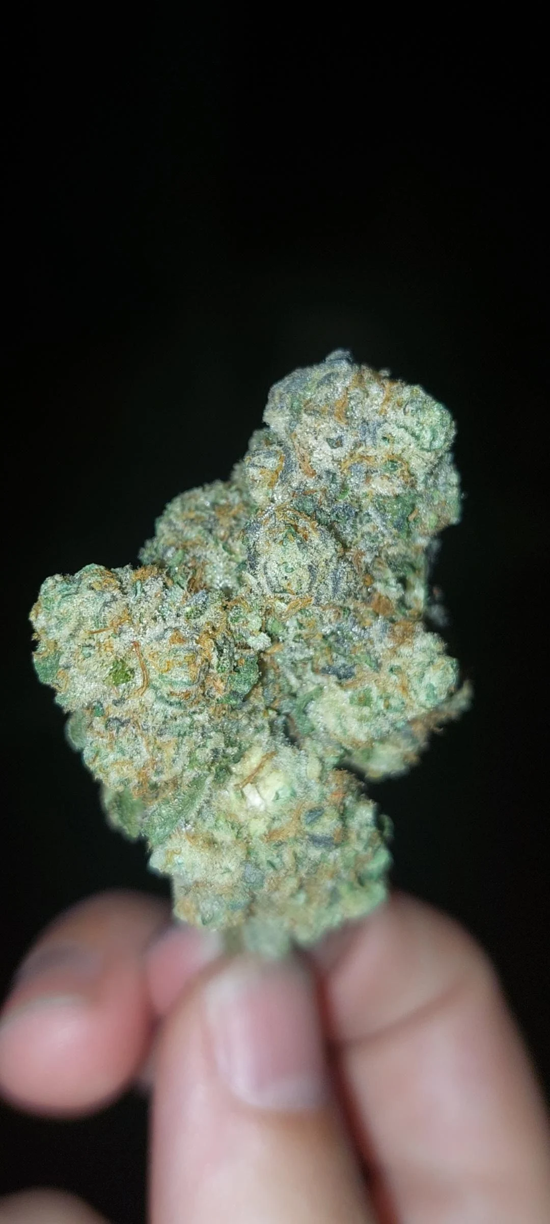 Nug Spotlight | Scrolller