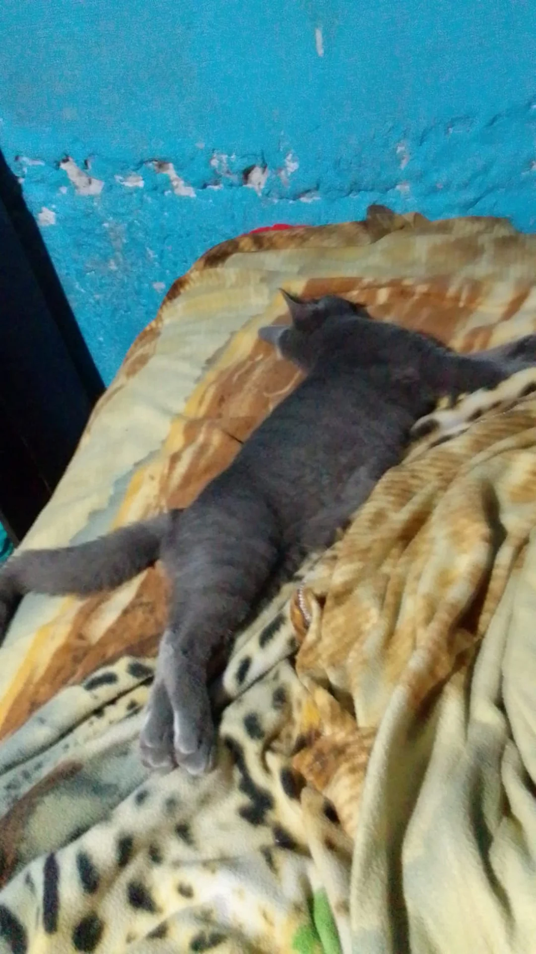 Definitely in my next life I want to be a spoiled cat 😂🐾🐈‍⬛ ️ | Scrolller