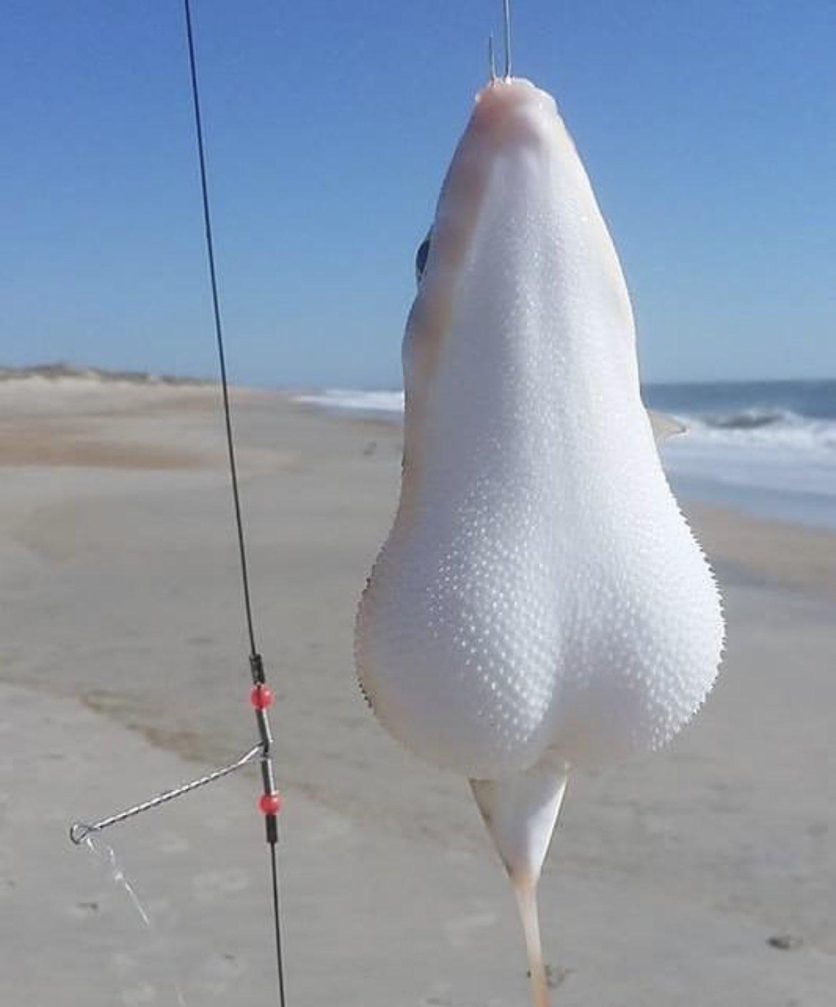 What breed of pufferfish is this? | Scrolller