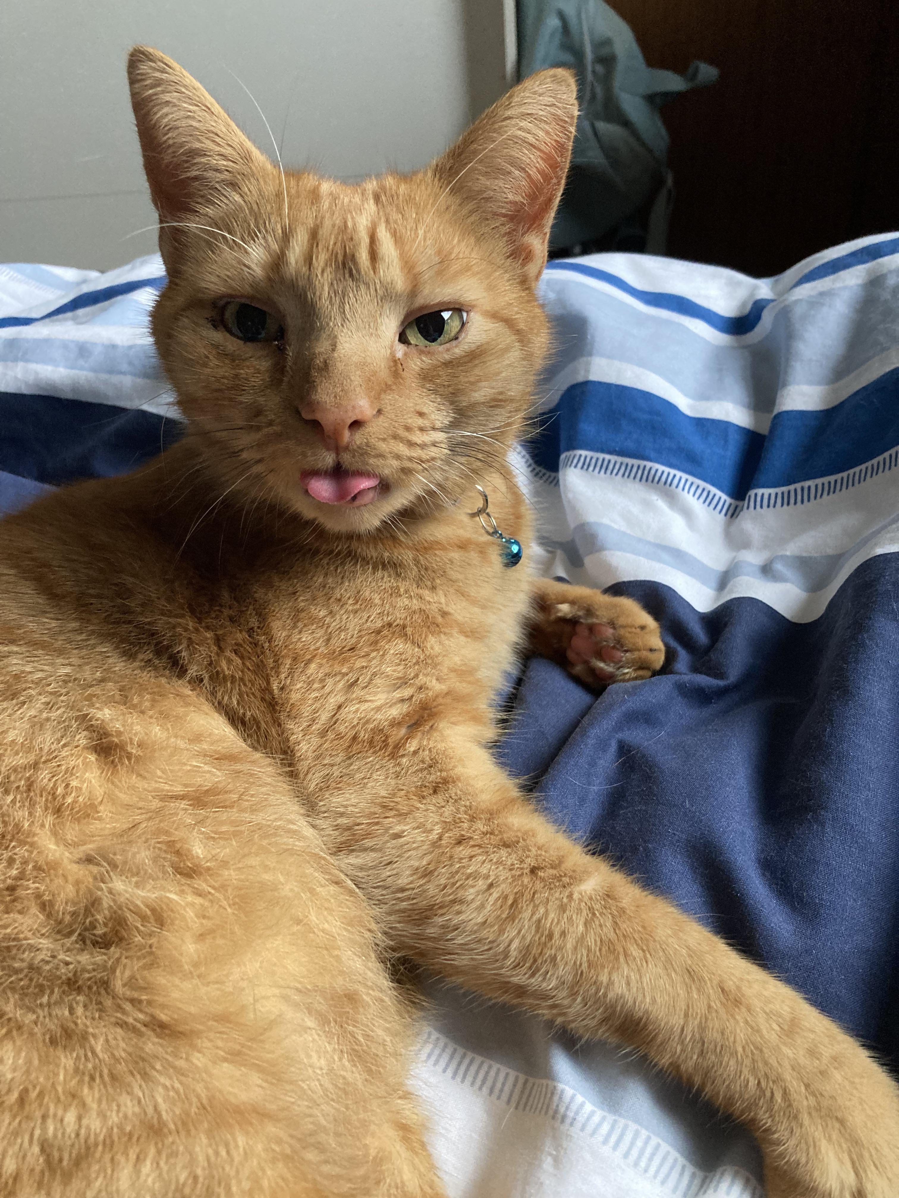 Blep | Scrolller