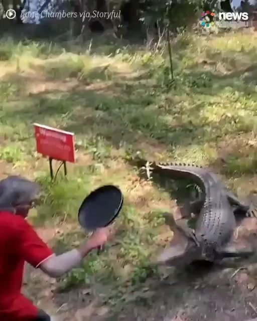 Using a frying pan on a crocodile | Scrolller
