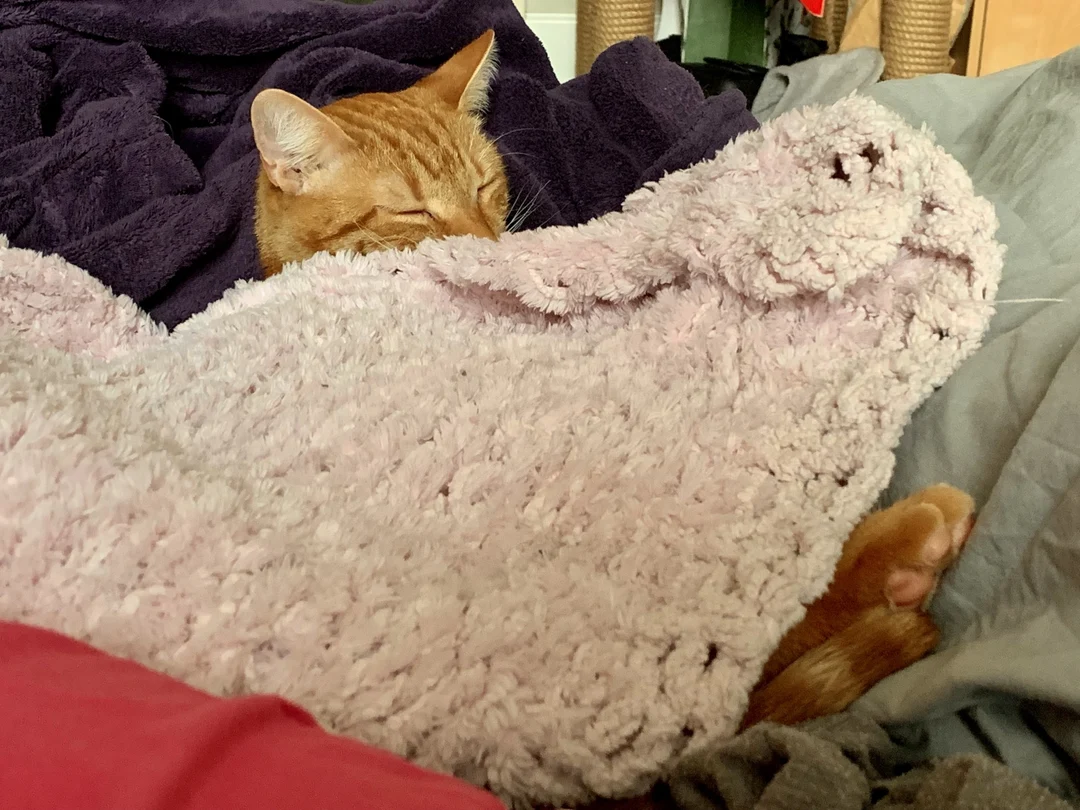 Dem paws | Scrolller