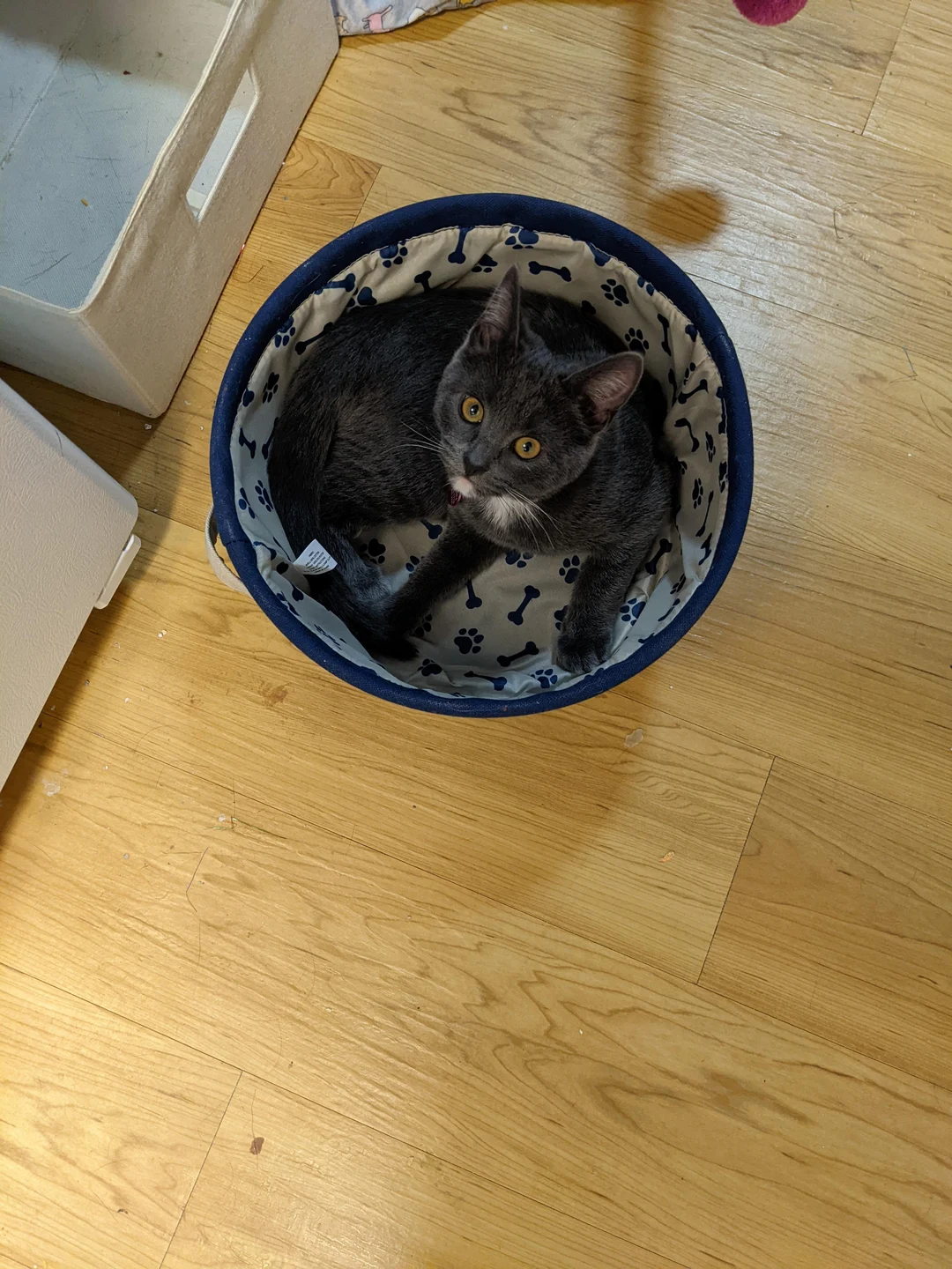 She emptied the toy box and trapped herself! | Scrolller