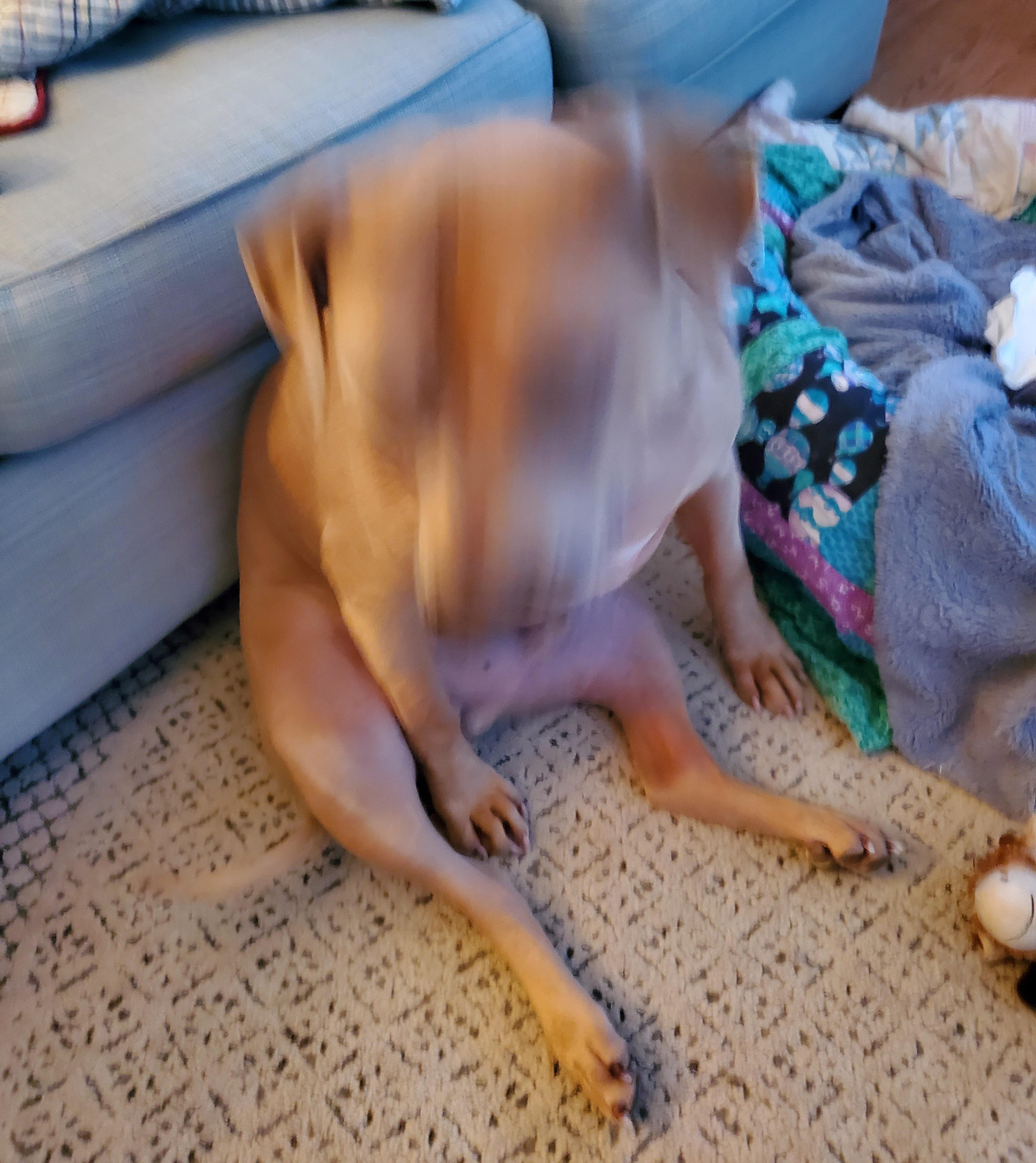 Boulder doing his best ghostly pitsit impersonation! 👻 | Scrolller
