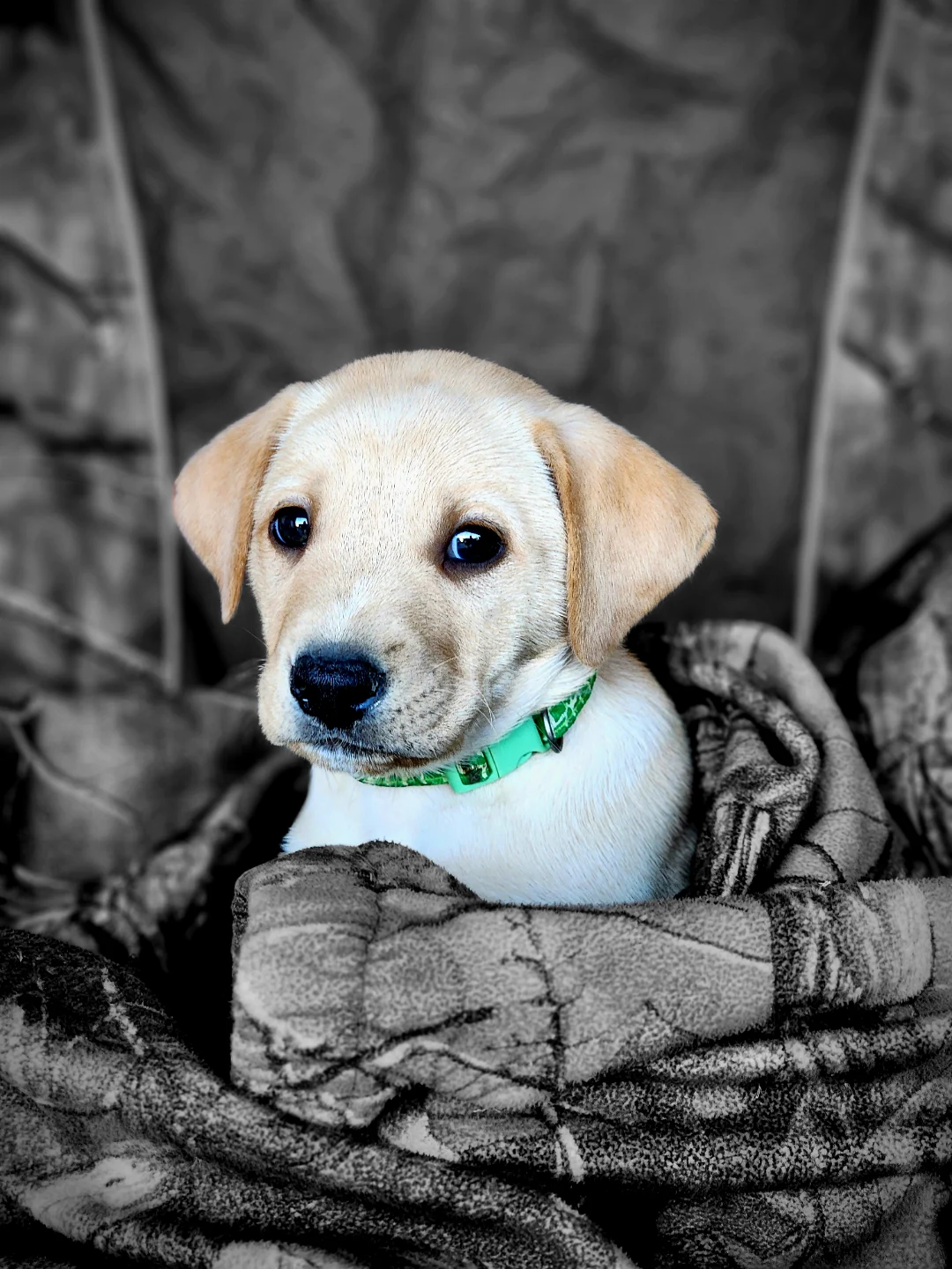 Little Uzi | Scrolller