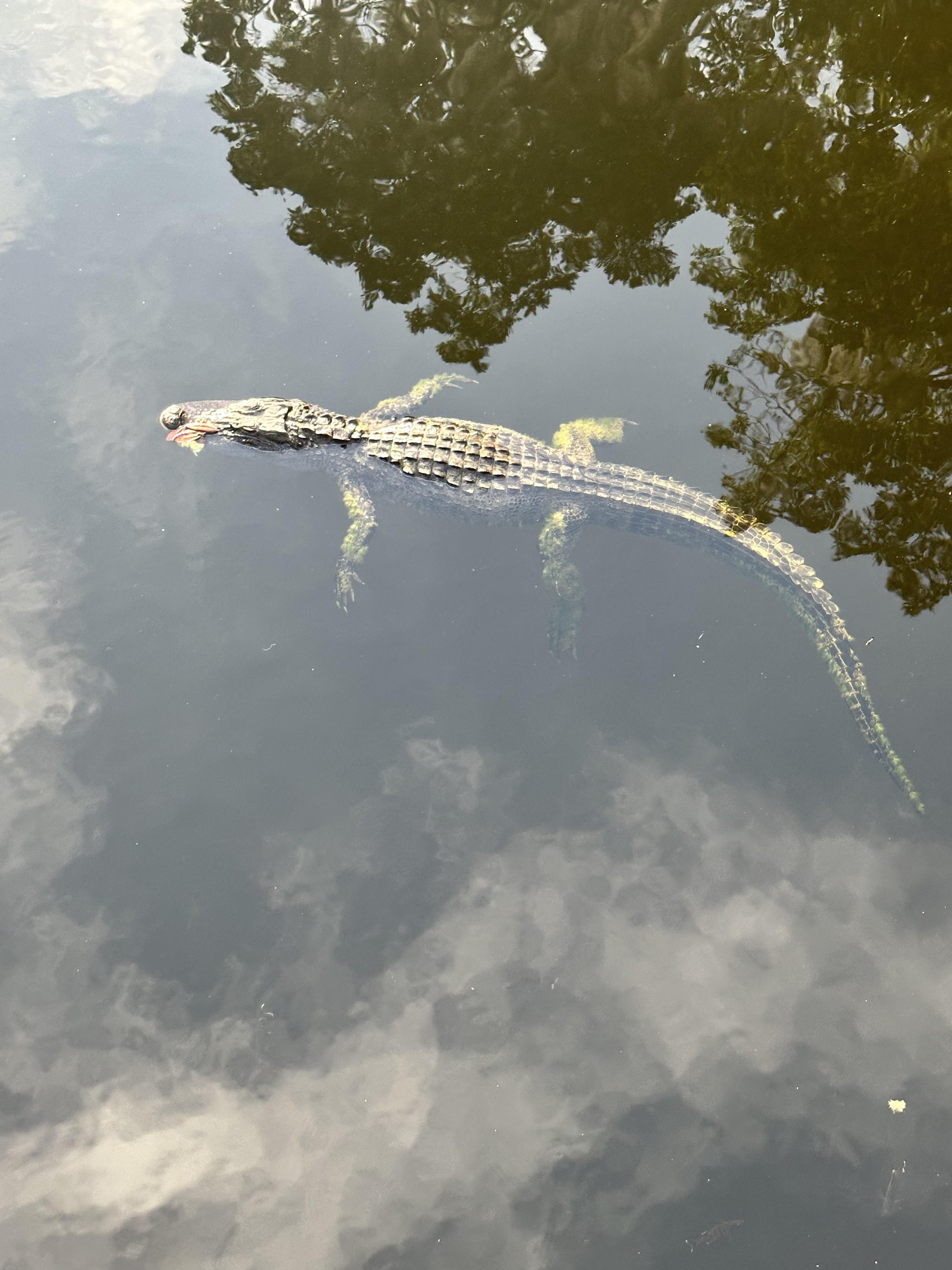 My neighbor. | Scrolller