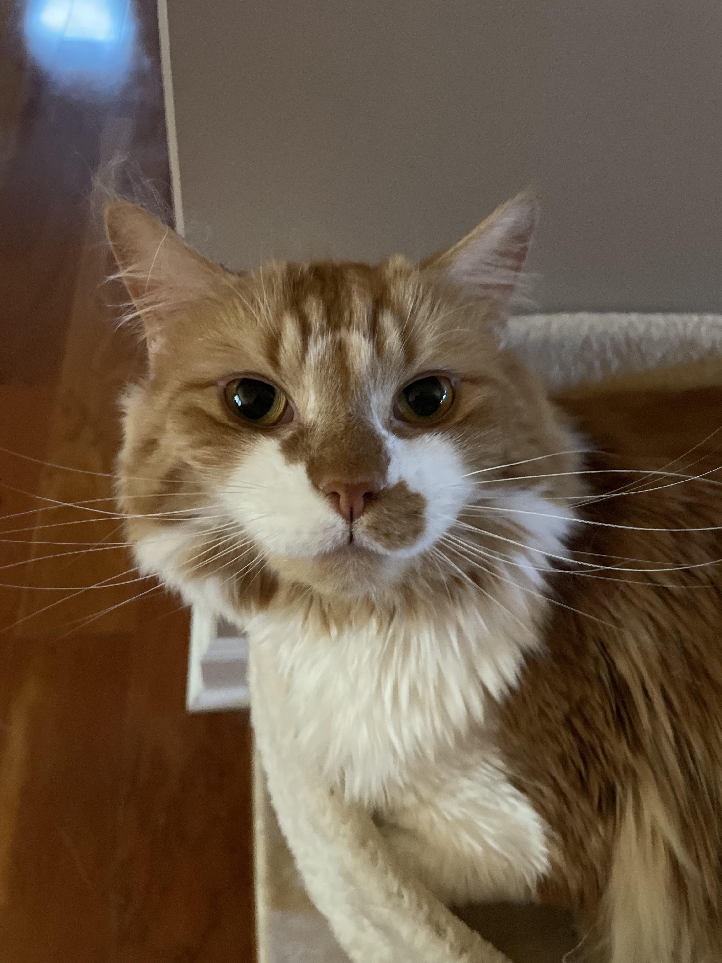 Does he bite? No, he stares into your soul. Cutely that is. 🥺 | Scrolller