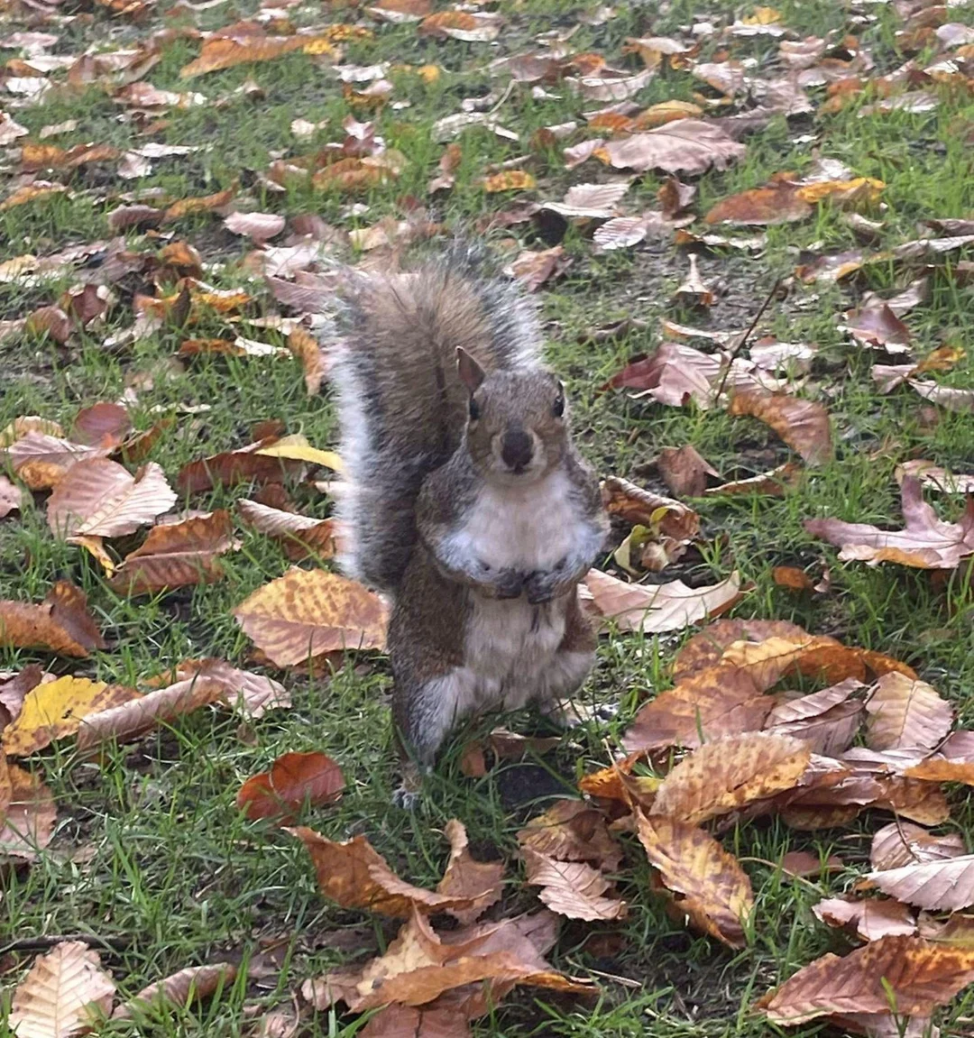 Only one ear, given many nuts | Scrolller