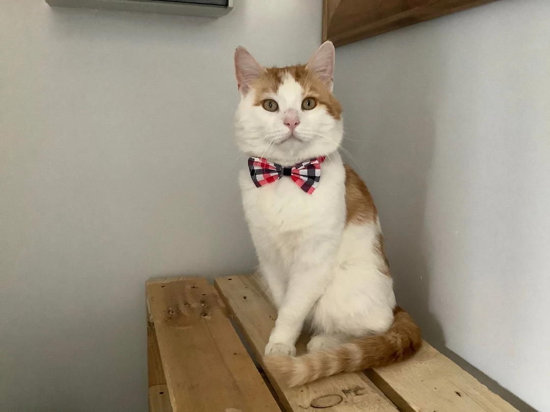 His name is Handsome. :) | Scrolller