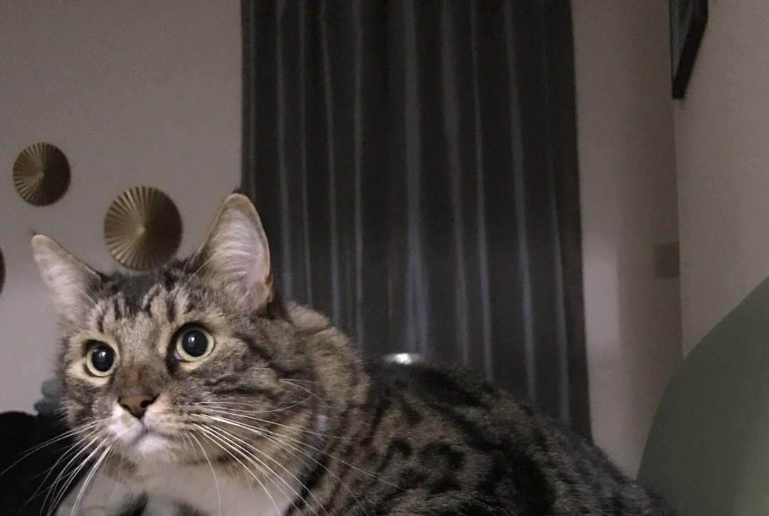 spy gesture. | Scrolller