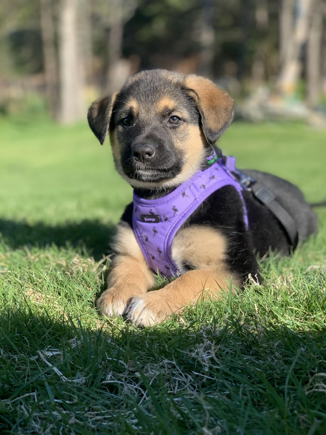 Lily just picked her up today | Scrolller