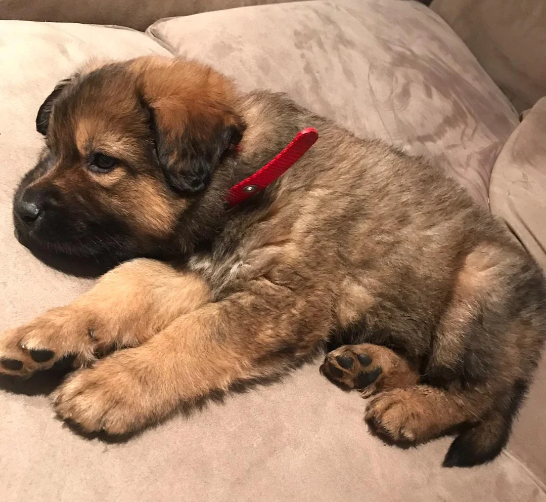 Fluff Pup is Tired | Scrolller