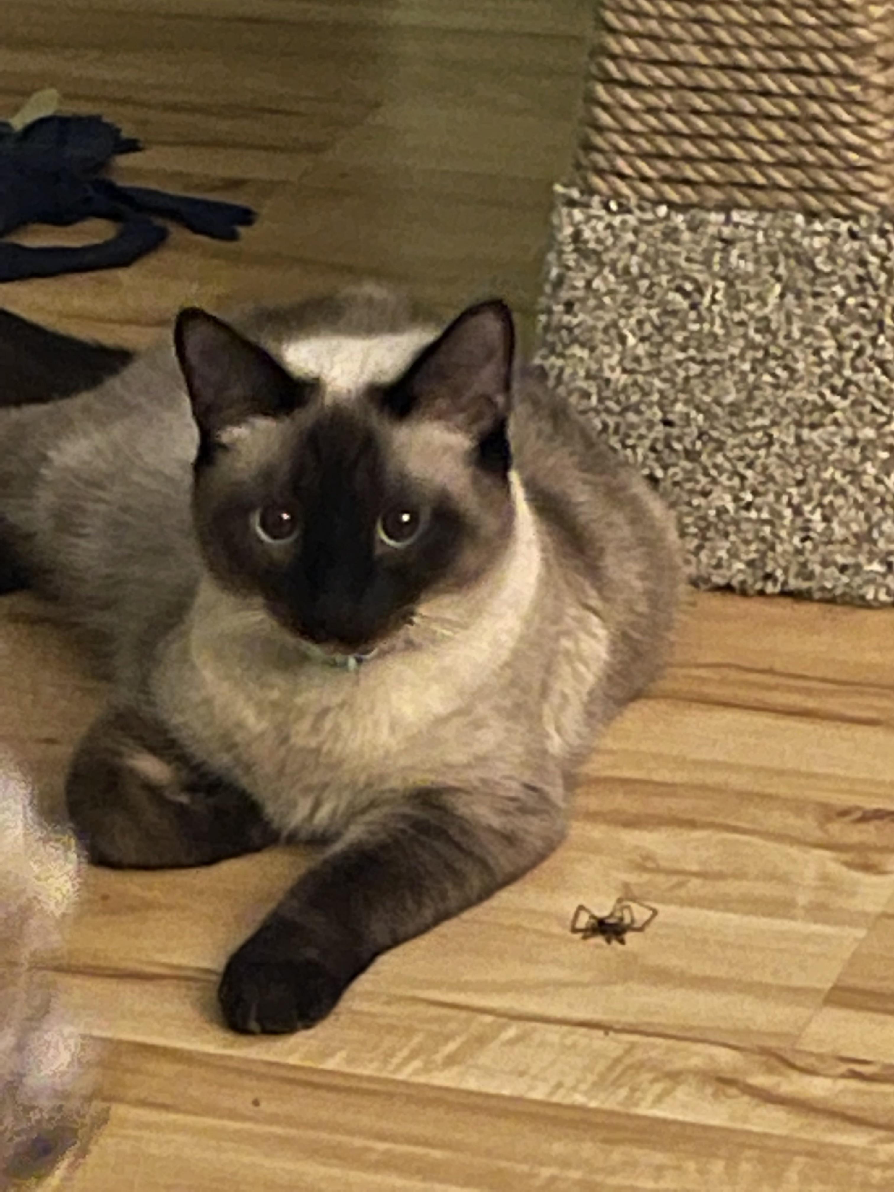 His first trophy kill 😻 | Scrolller