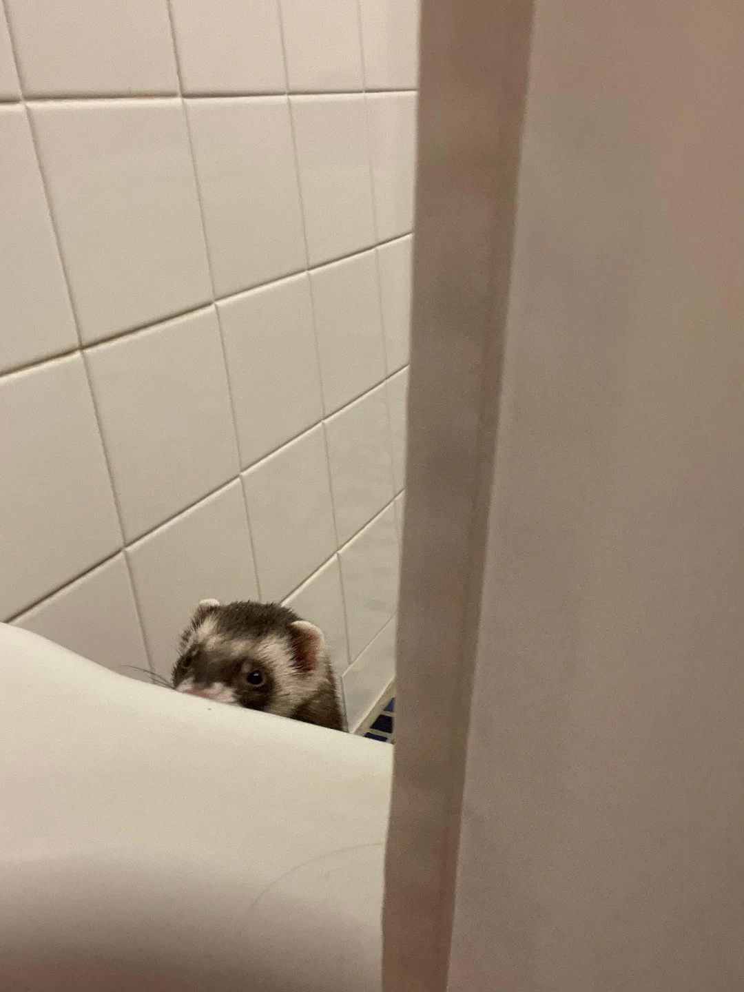 Seems I have a snoop ! | Scrolller