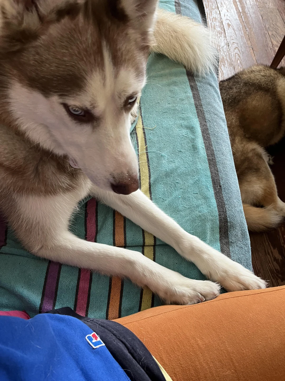 Husky cuddling | Scrolller