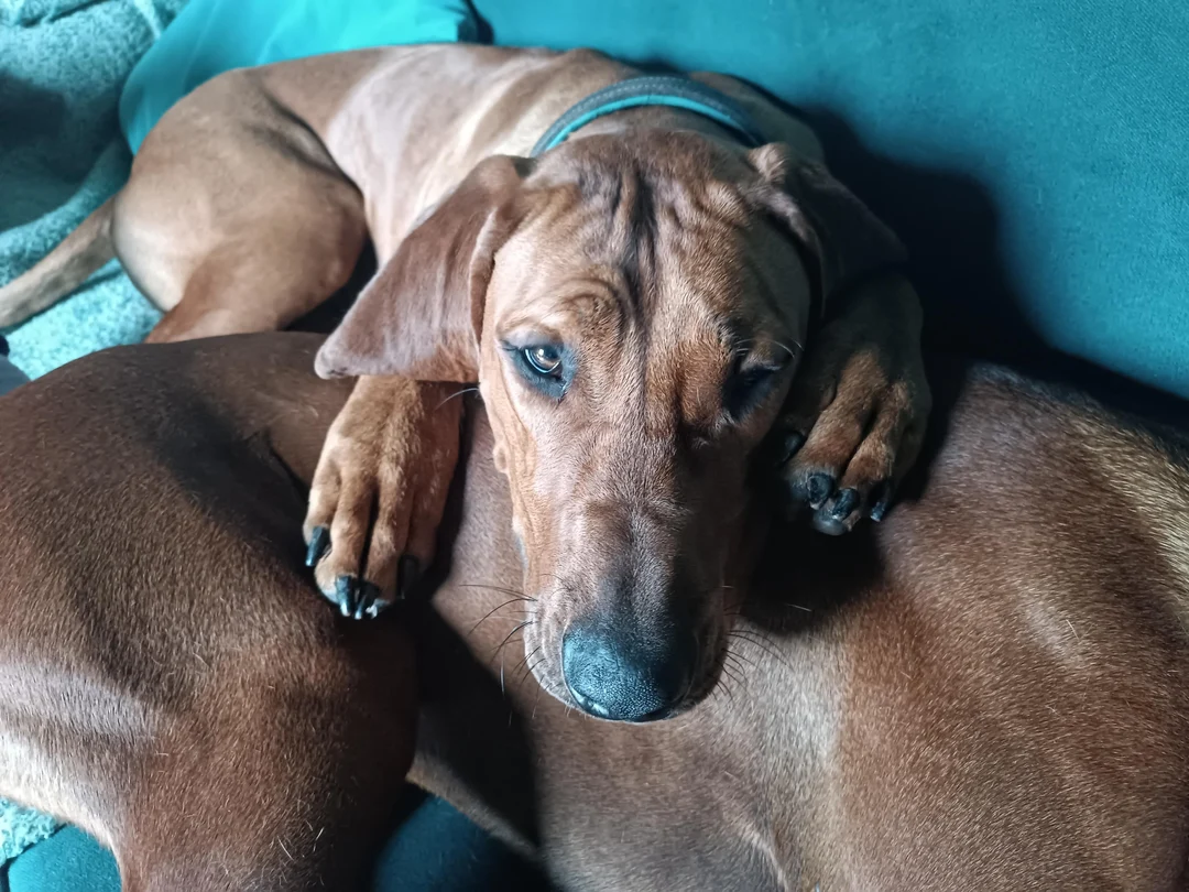 Practising his puppy face 🥺 | Scrolller