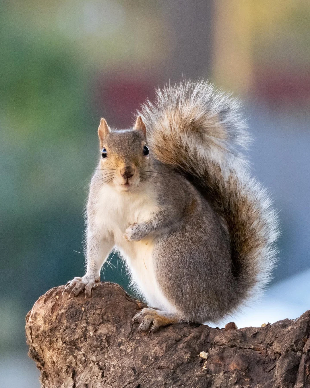 Discover more like Squirrels: Surprise! and Related Content | Scrolller