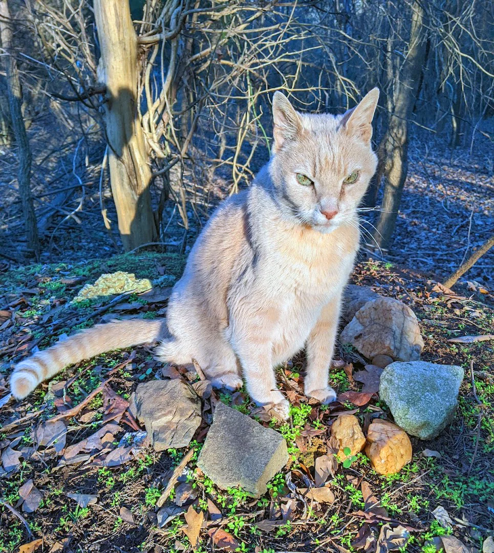 Nugget, Lord of the Rocks, brother of Julius | Scrolller