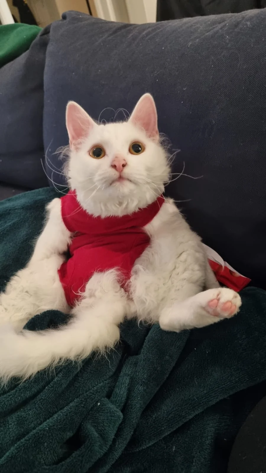 Discover more like AnimalsBeingDerps: Appa just had her sterilisation and is looking kinda derpy ...