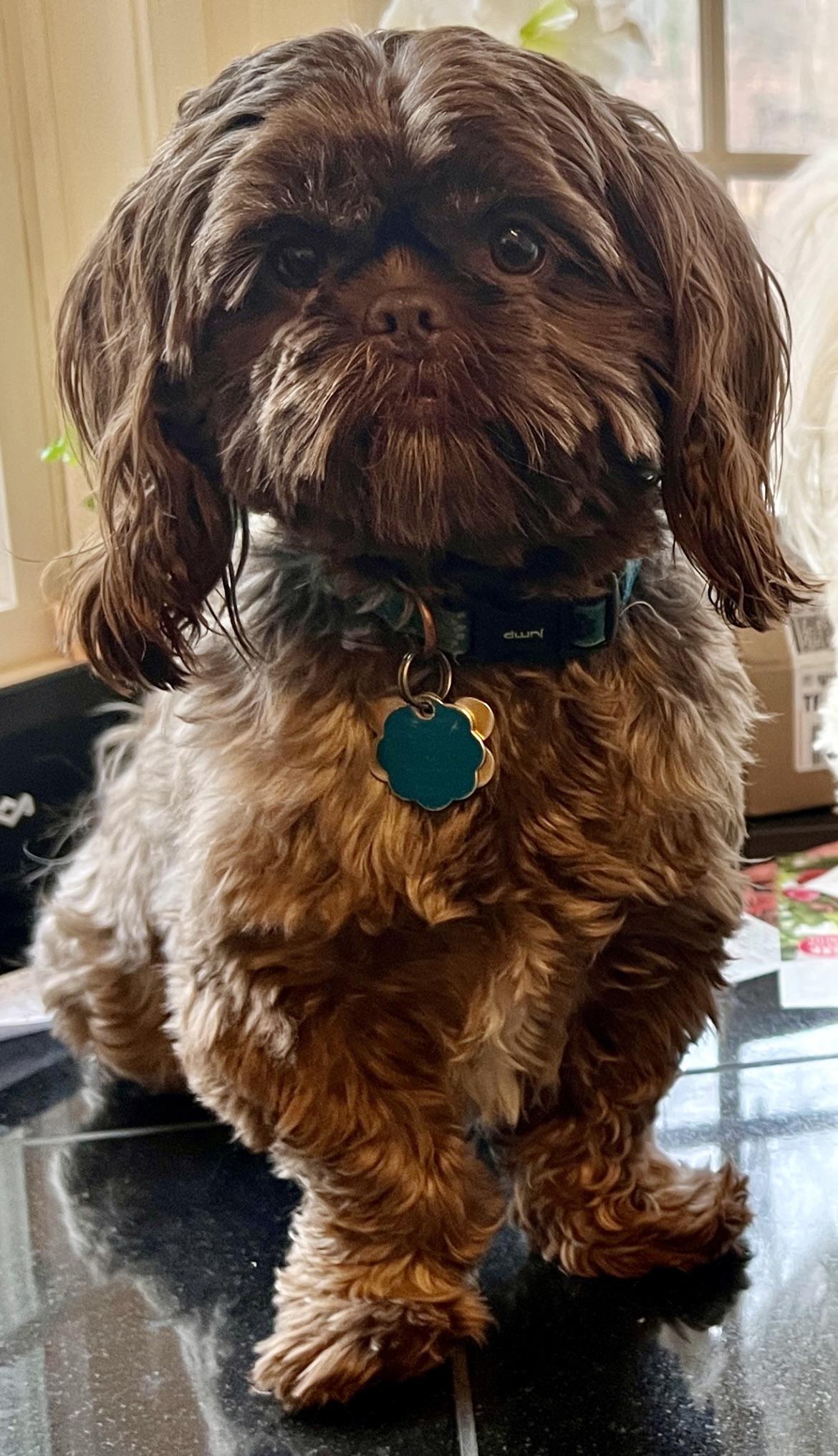 My little Bear just turned 3! | Scrolller