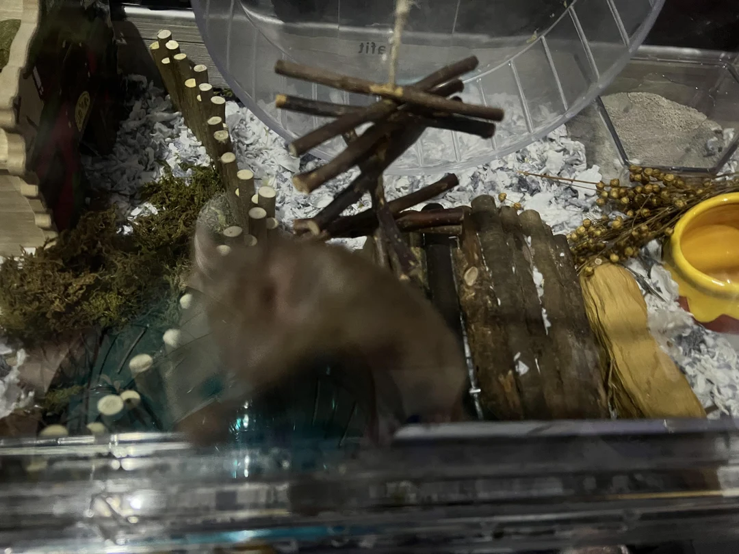 why my hamster always try to escape? | Scrolller