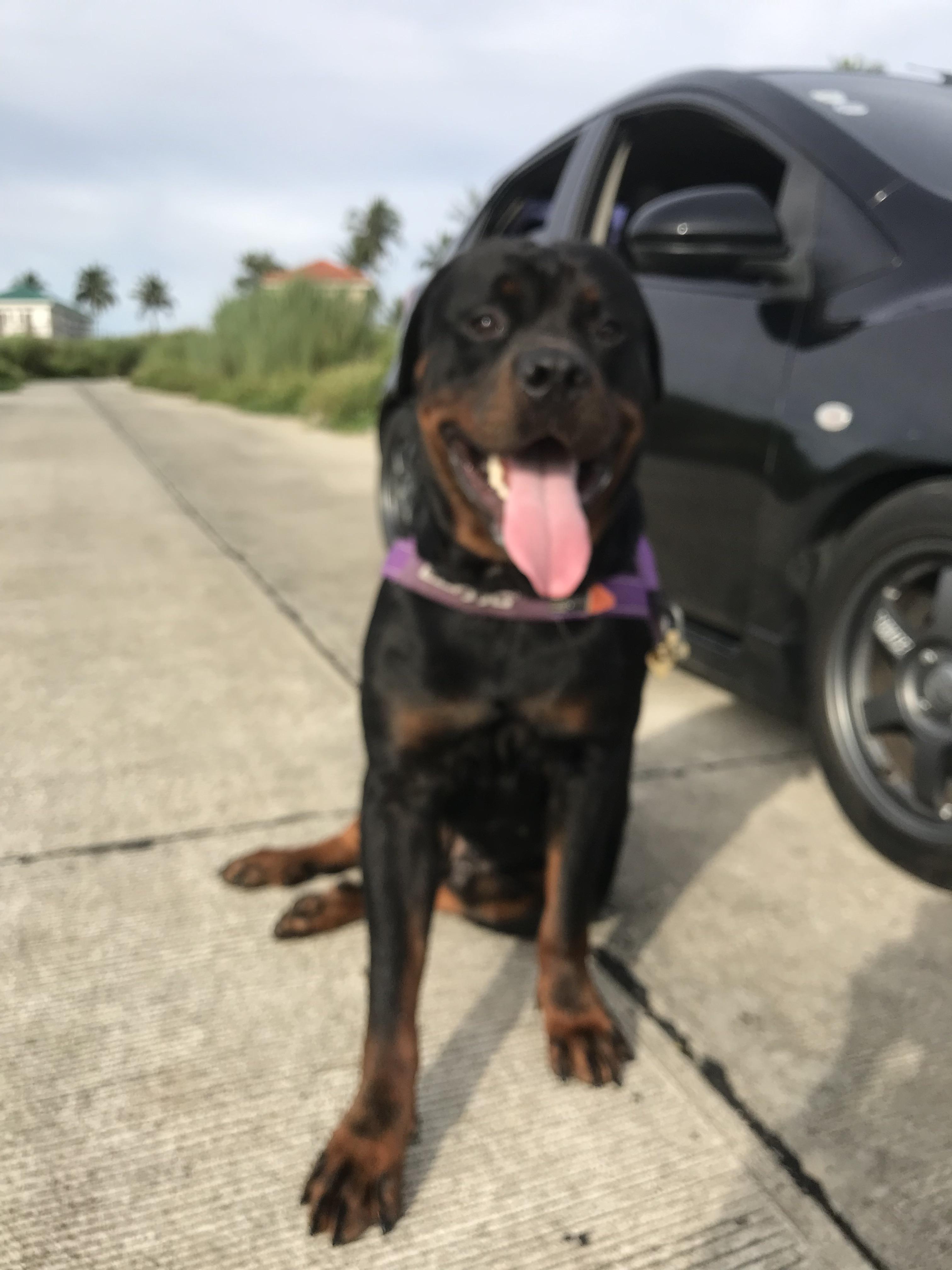 Cooper’s morning run | Scrolller