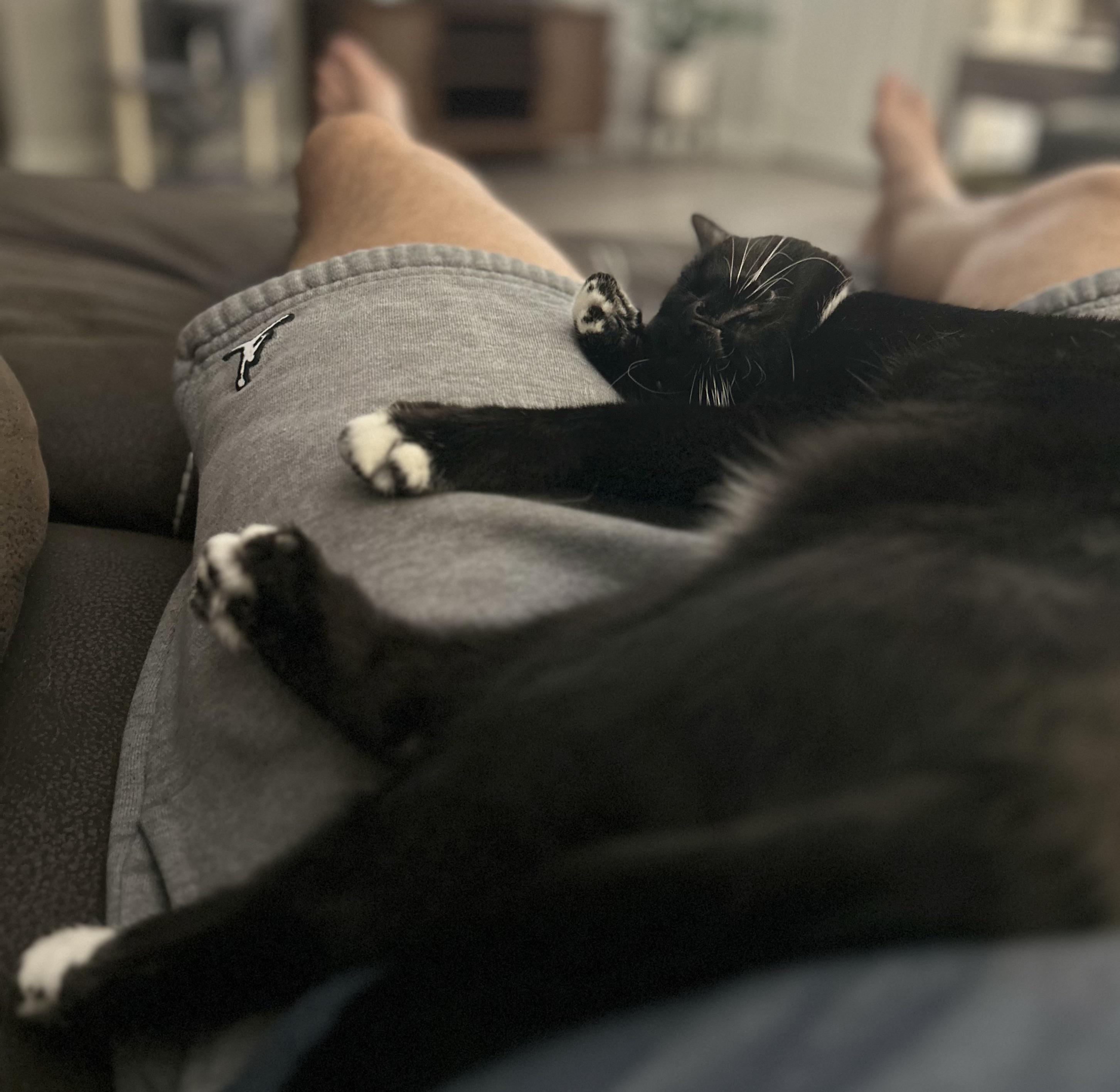 Show me your tux napping on you | Scrolller