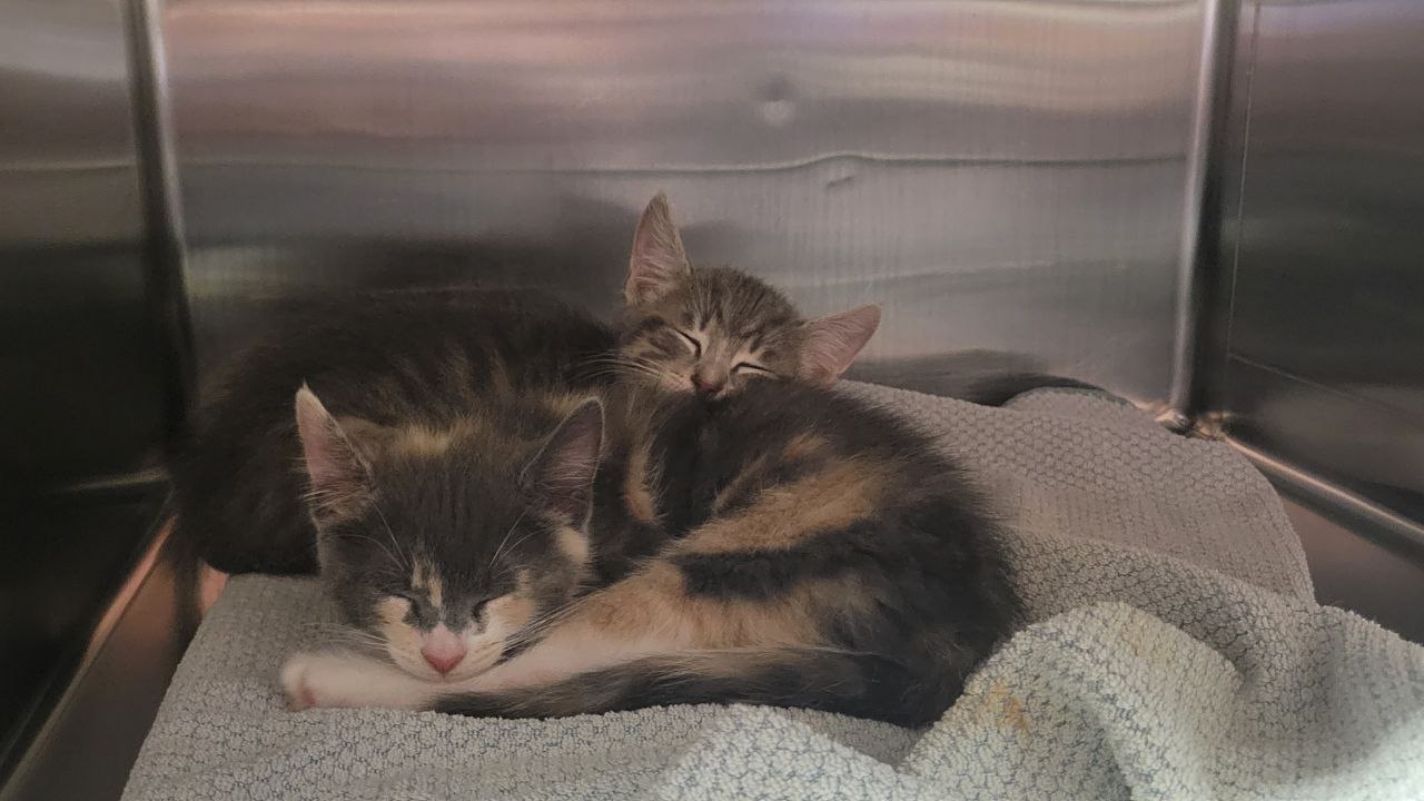 Our new kittens my wife and I just adopted. | Scrolller