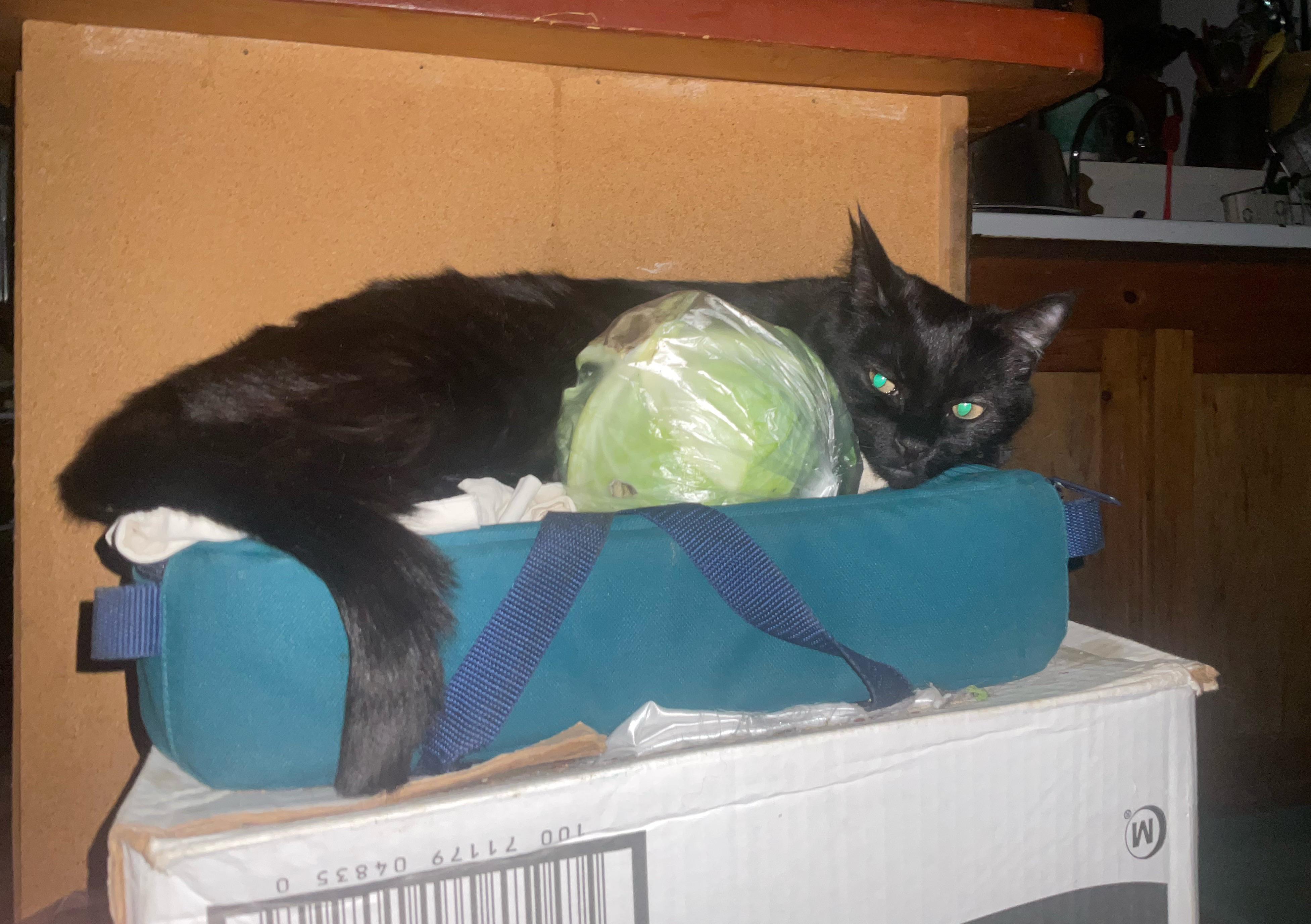 LMAO at our cat Pluto spooning A CABBAGE | Scrolller