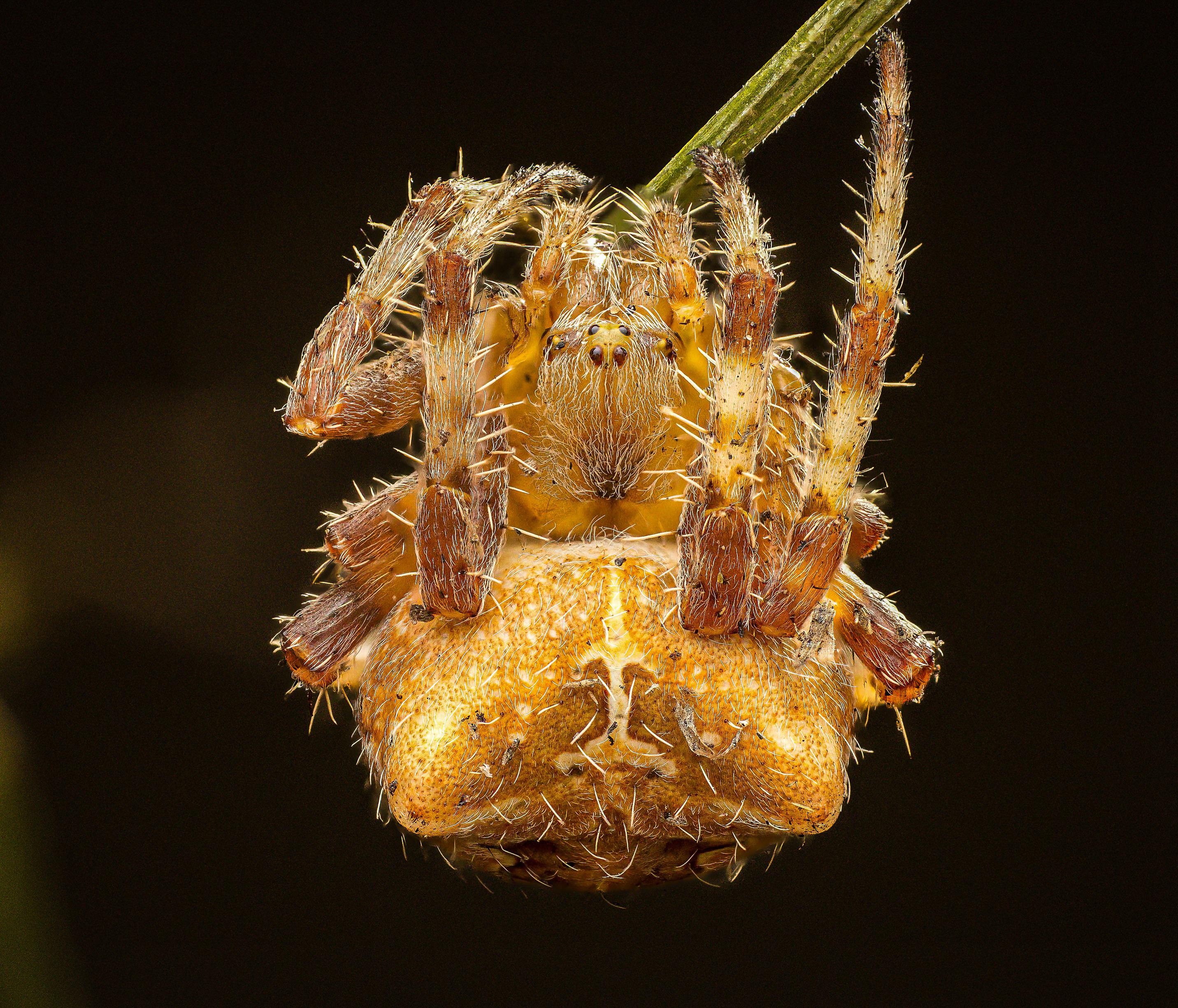 Cat faced spider | Scrolller
