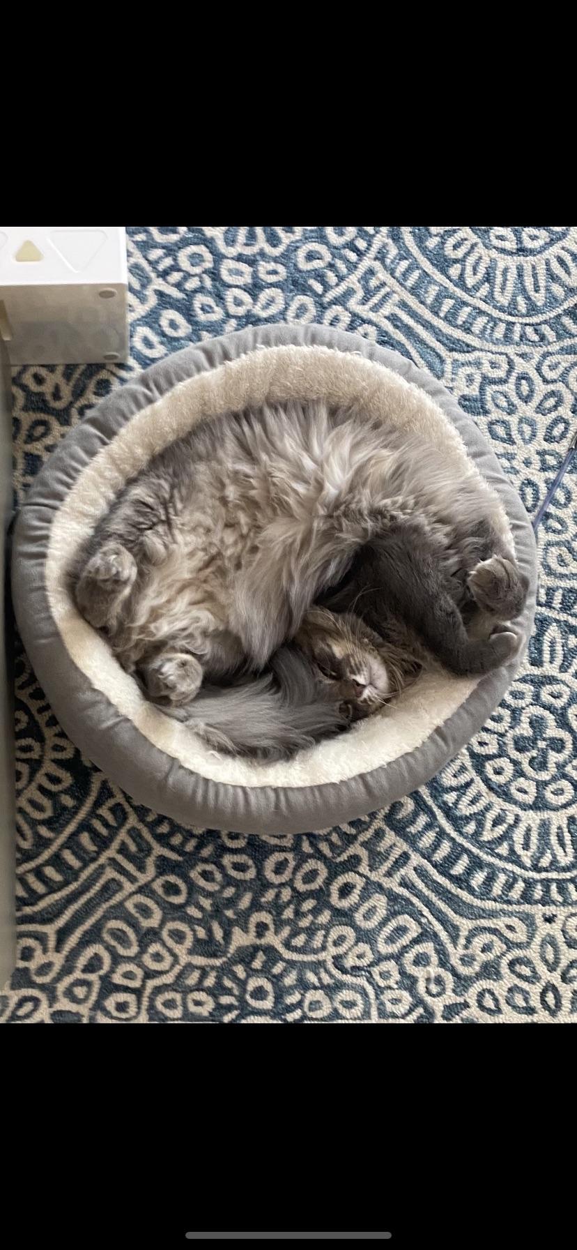 Sleepy floof | Scrolller