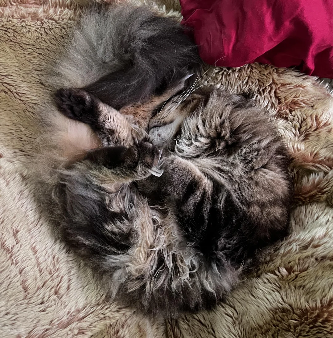 Infinity Cat | Scrolller