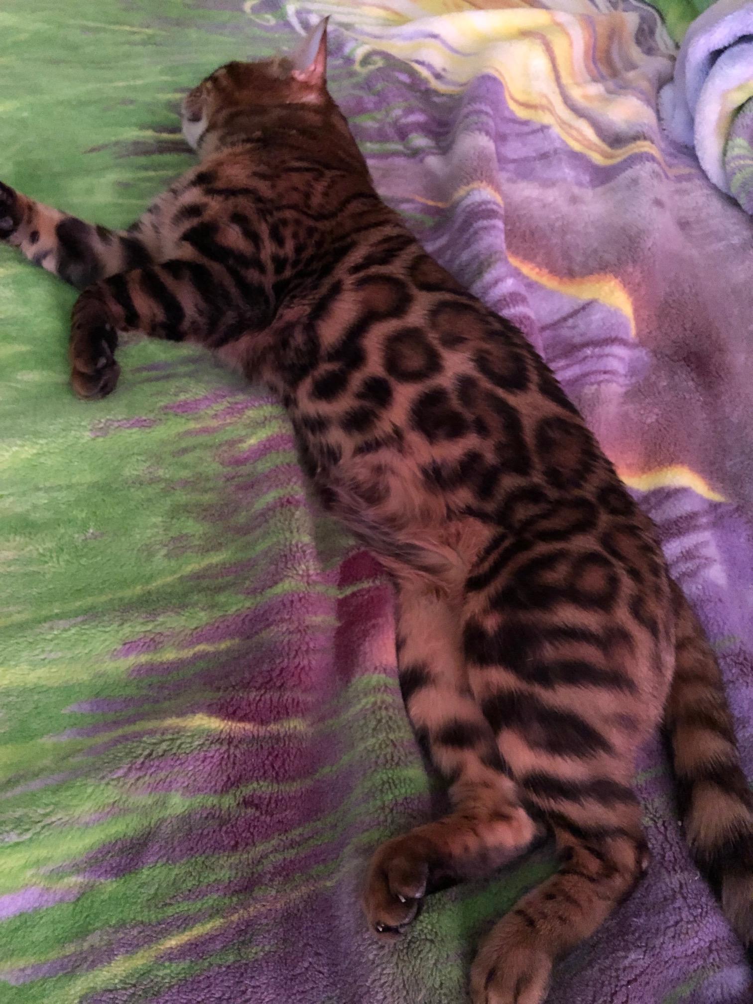 Nap time on his unicorn blanket after a good meal! (OC) | Scrolller