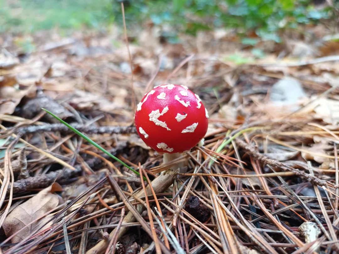 Spotted This Wee Guy On My Walk Yesterday Probably The Cutest Fly Agaric Ive Ever Seen