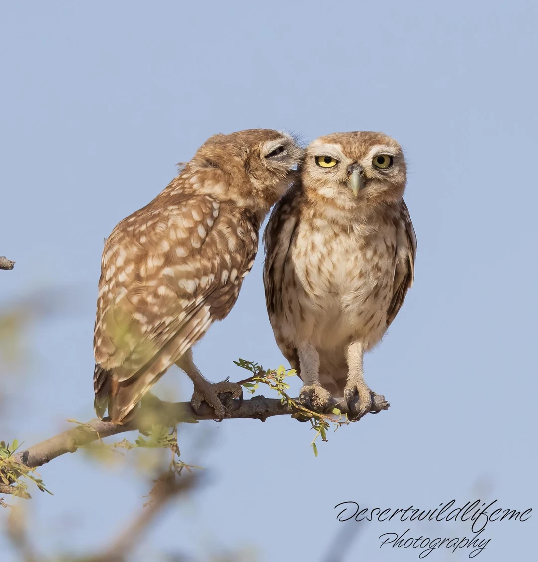 Pair of Little Owls preening each other | Scrolller