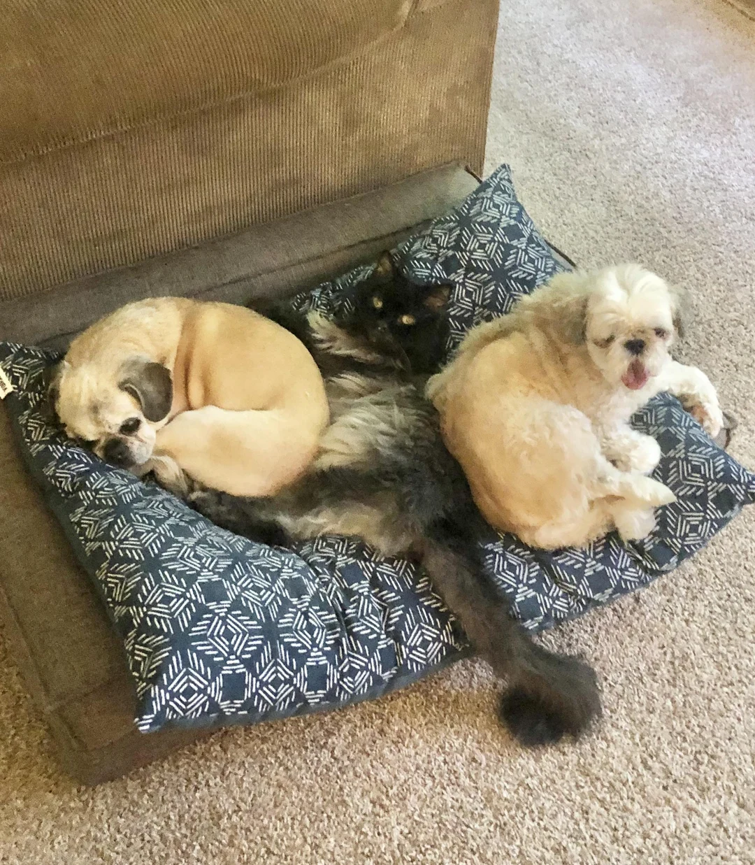 My 3 dogs | Scrolller