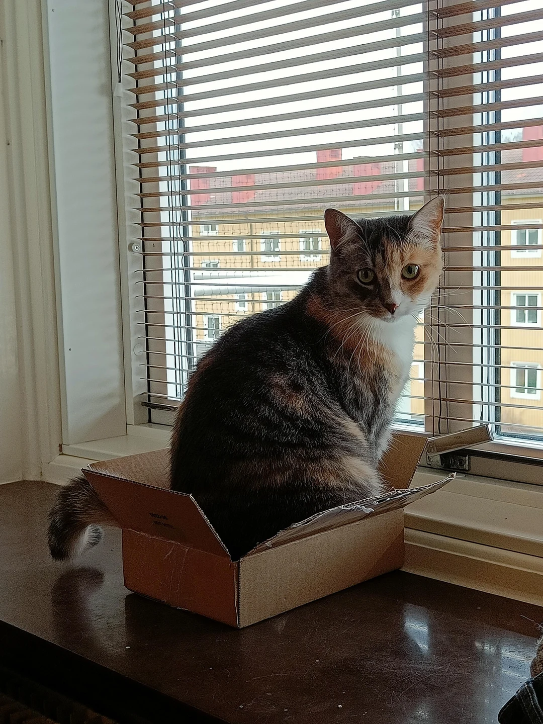 Cirilla butt-sized trap | Scrolller