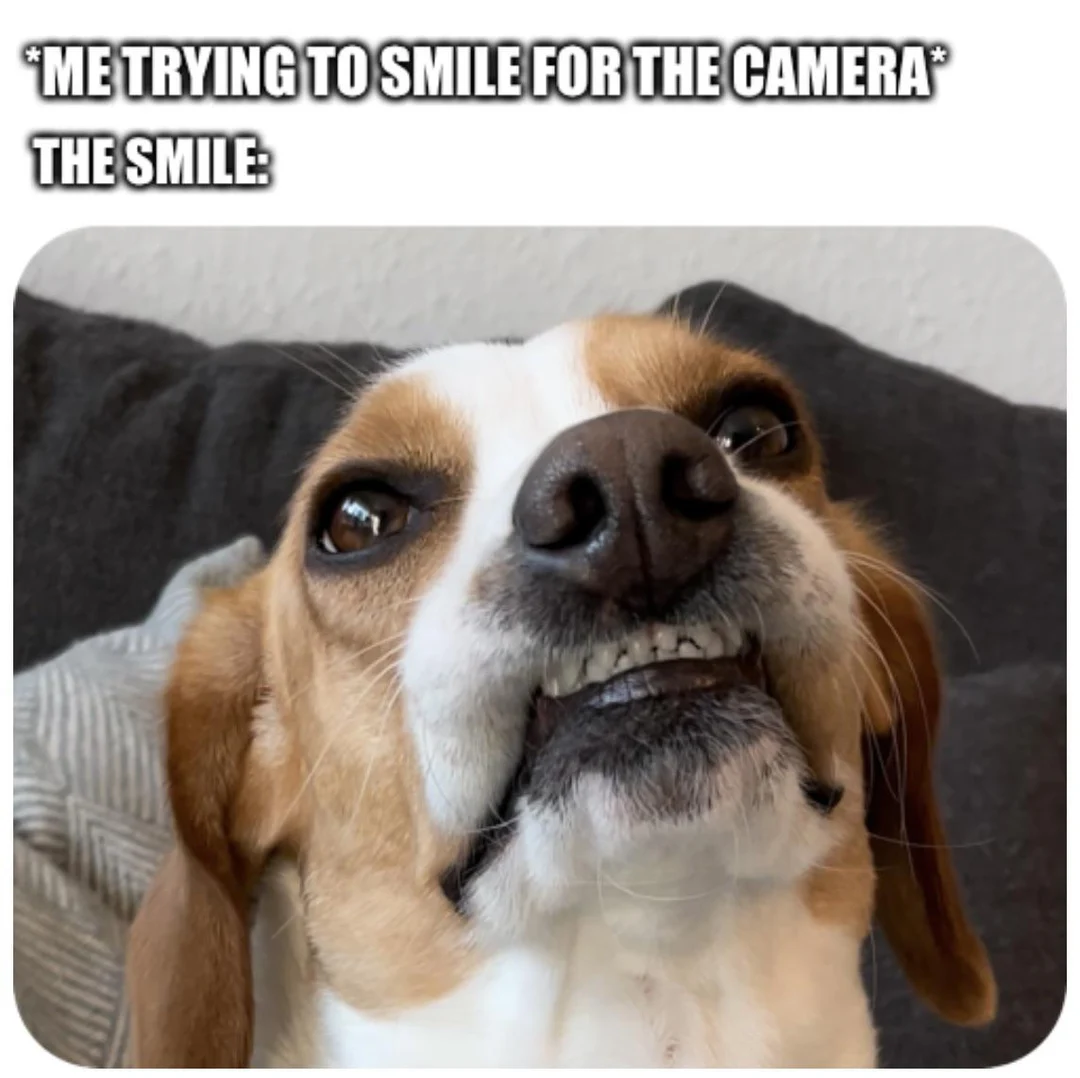 I thought my dogs face is perfect for a meme, what do you guys think? 🤓 | Scrolller