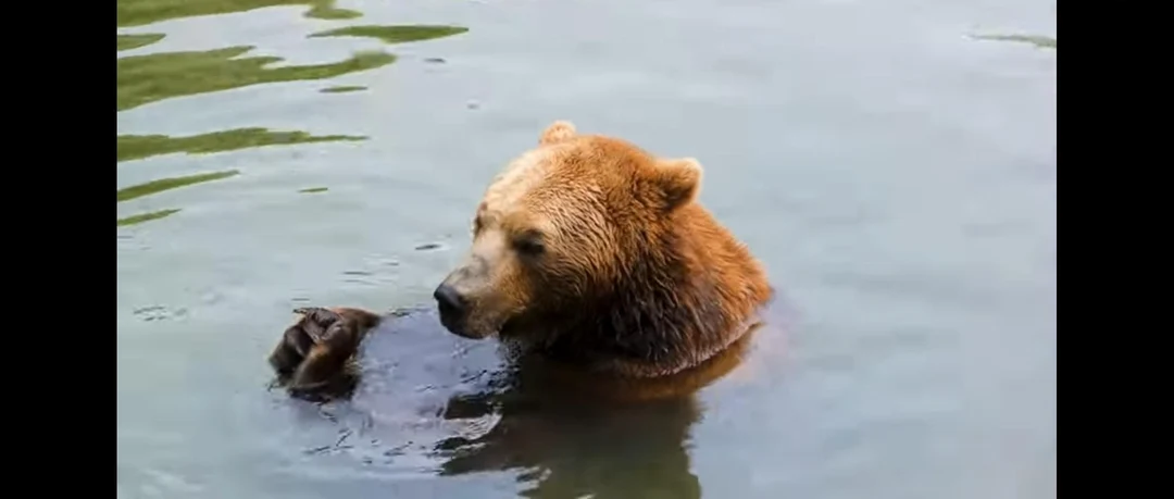 Adorable Brown Bear | Scrolller