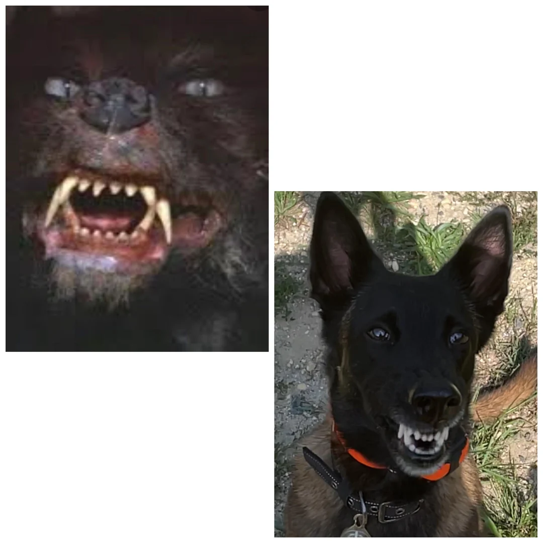 Channeling her inner Gmork | Scrolller