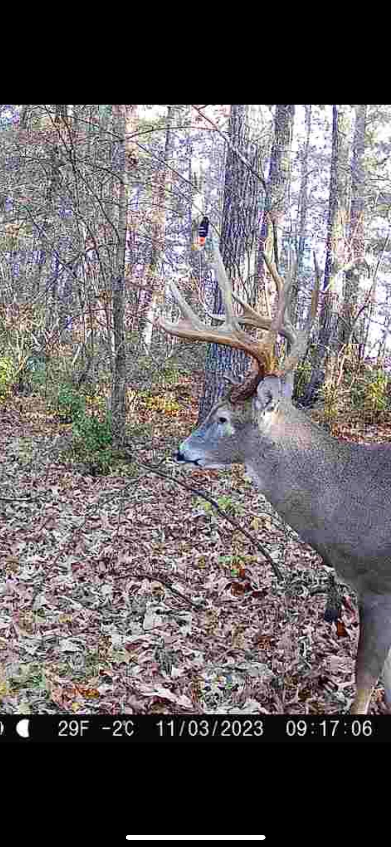 Discover more like Hunting: What a nice whitetail and Related Content | Scrolller