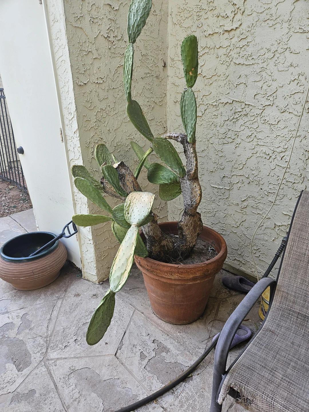 My 20-year old cactus | Scrolller