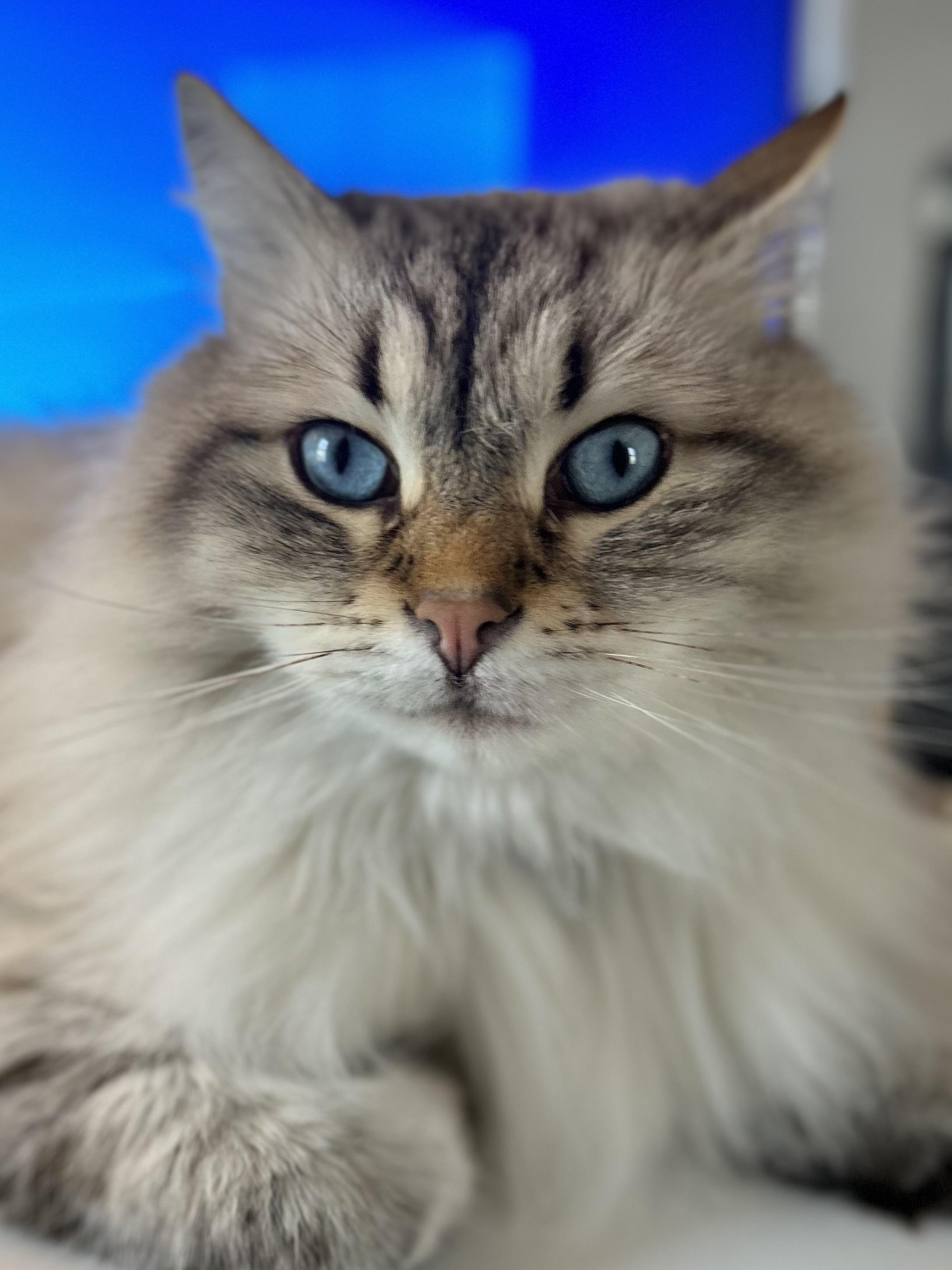 Sitting on my keyboard as the most handsome distraction | Scrolller