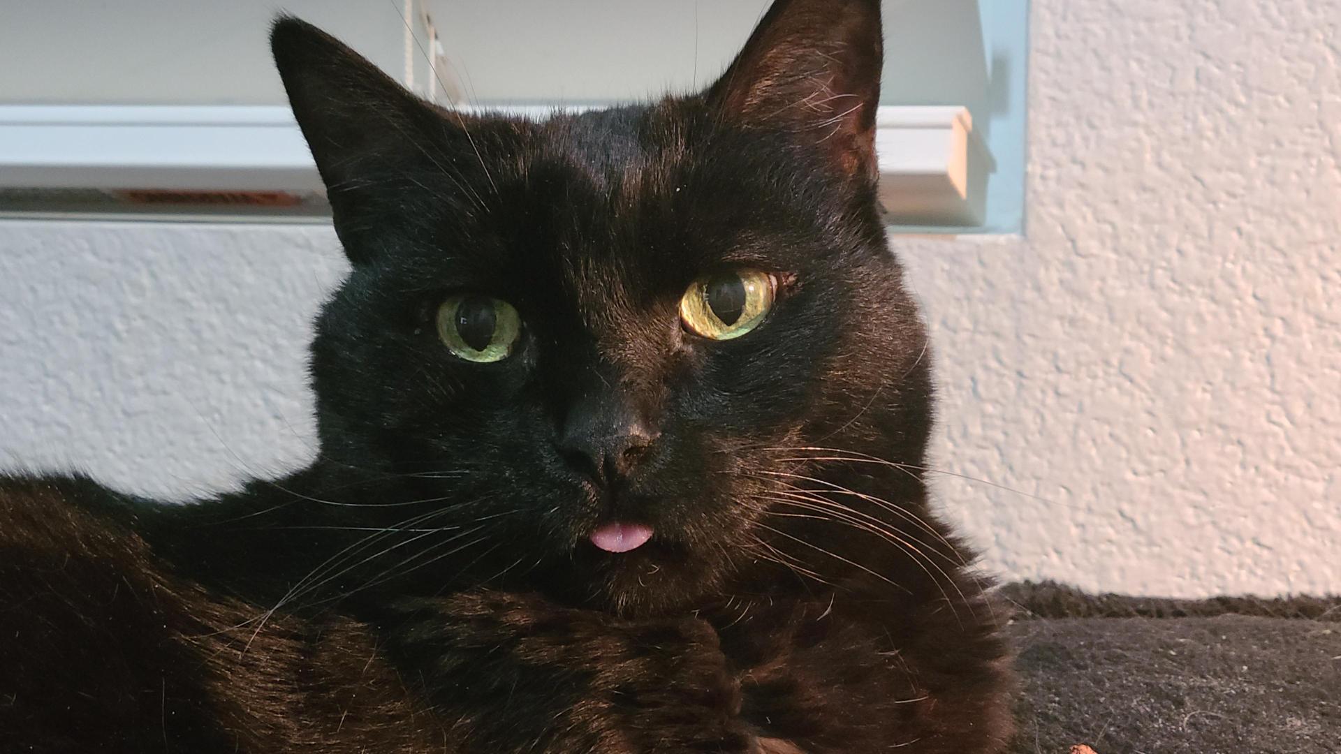 Blep | Scrolller