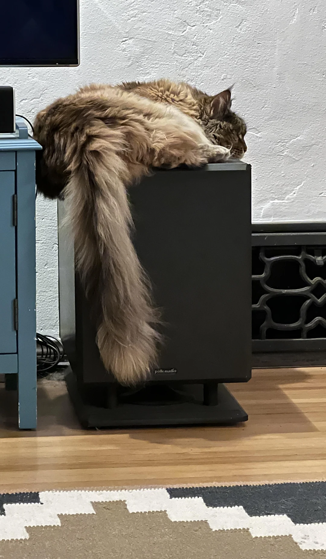 OMG look at her tail. | Scrolller