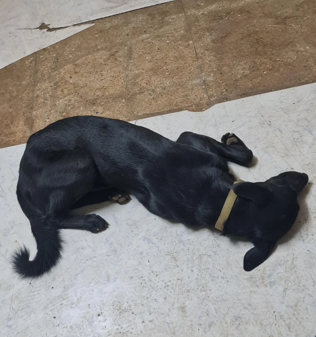 Anyone else's dog do the twist while sleeping? | Scrolller