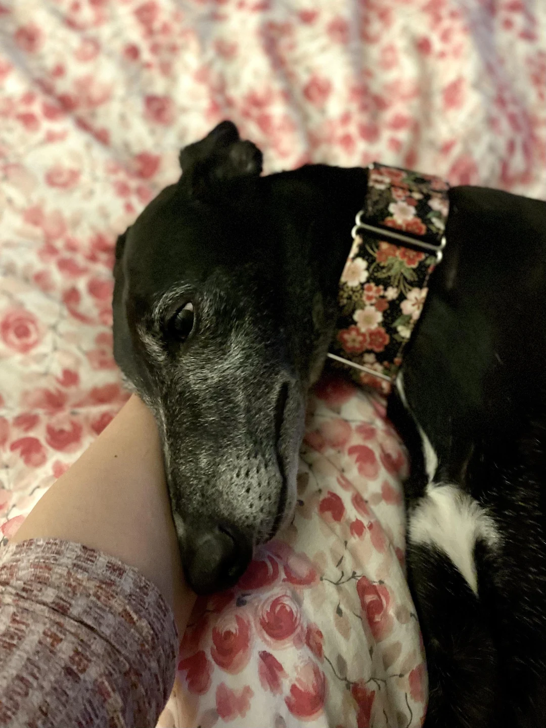 Sweet girl in her pretty collar | Scrolller