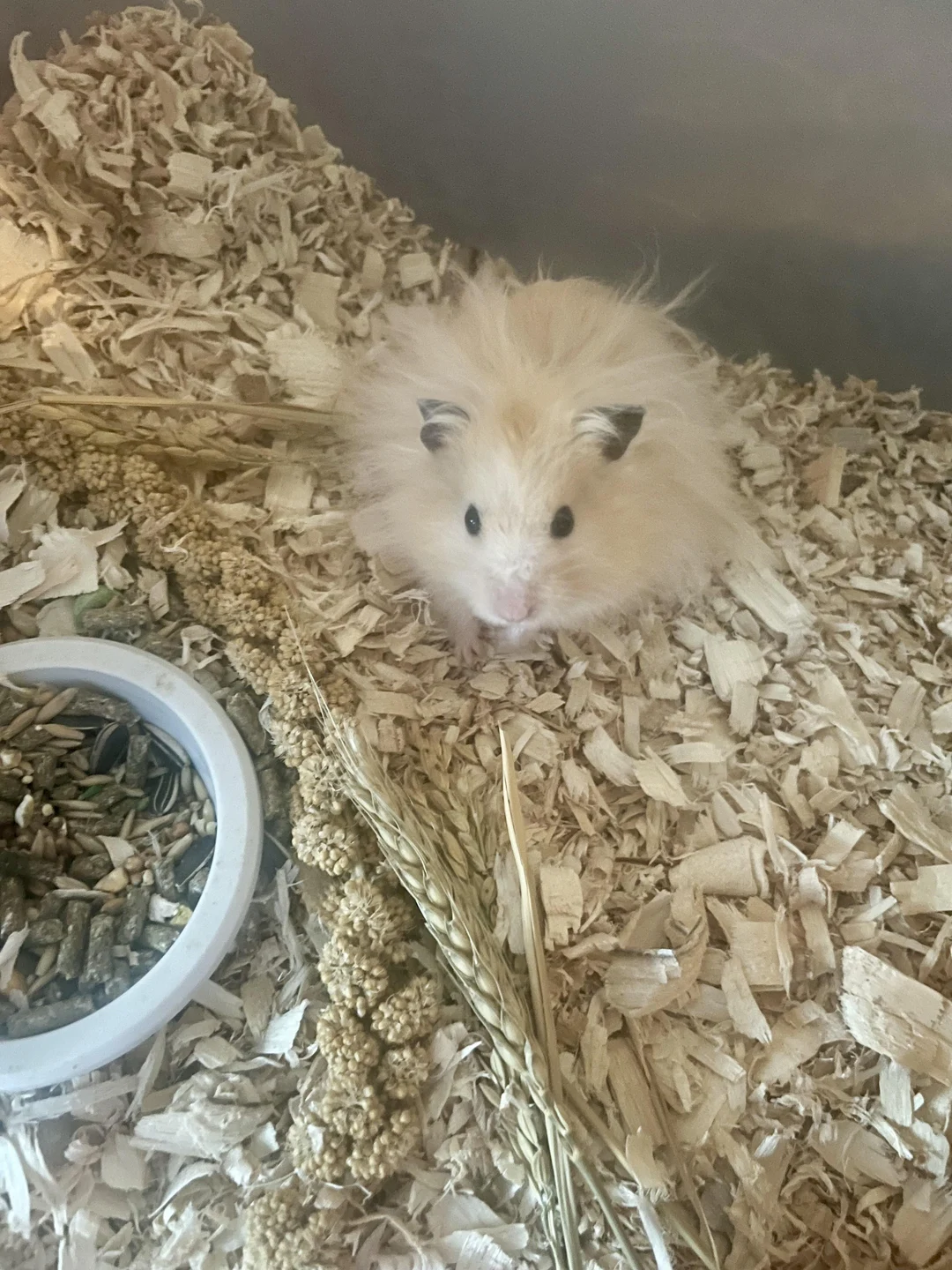 King Phineas, the Fuzzy | Scrolller